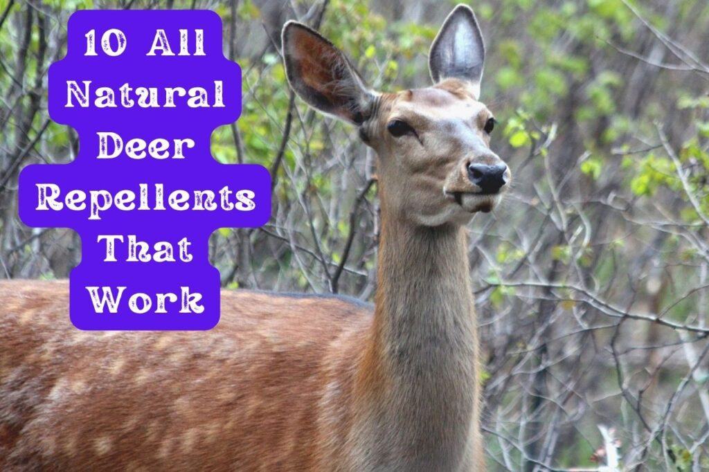10 All Natural Deer Repellents That Work: Forget About Homemade Deer ...