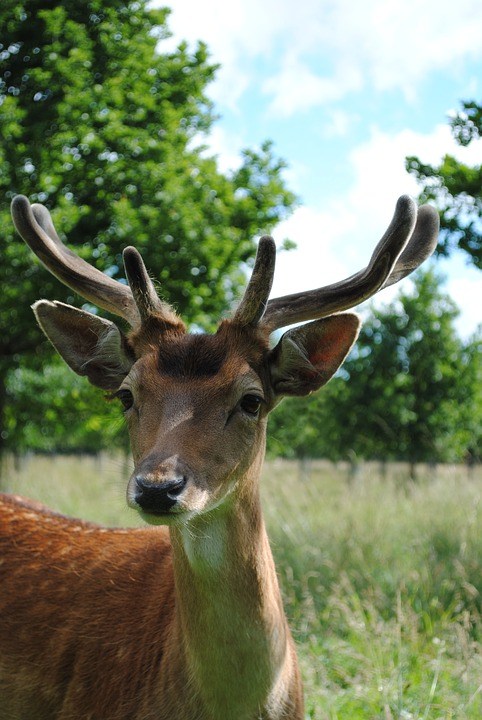 Deer Out Spray Review: It’s Hard to Beat Deer Out Repellent! | Dealing ...