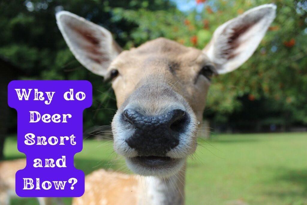 Why do Deer Snort and Blow? 4 Main Reasons to be Mindful of! | Dealing ...