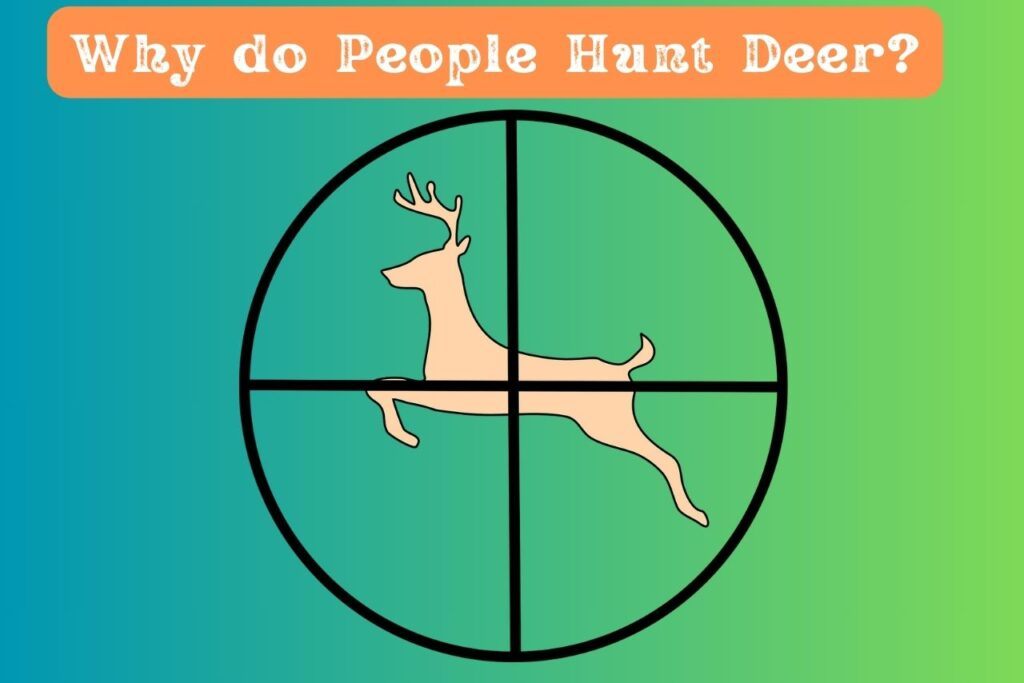 Why do People Hunt Deer? 7 Reasons why People Enjoy it! | Dealing With Deer